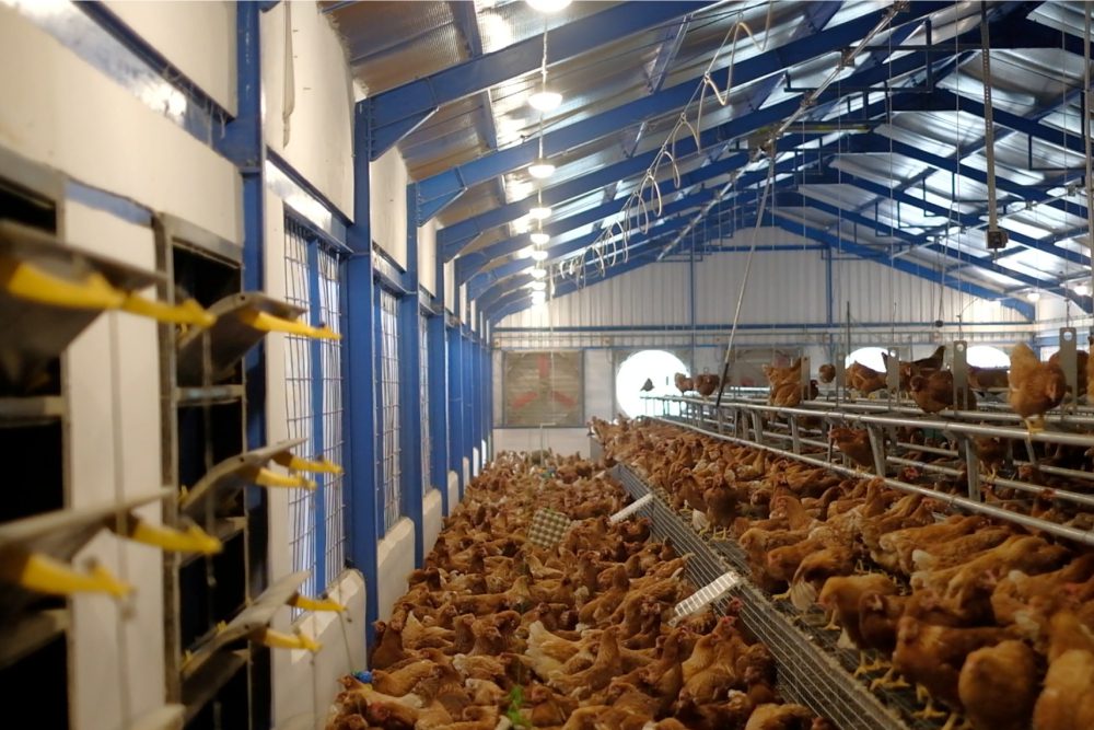 International Training Center Cage-Free Innovation and Welfare Hub ...