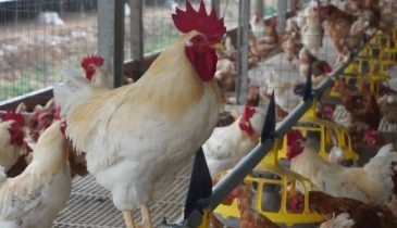 PT Inti Prima Satwa Sejahtera (IPSS) - Certified Humane® Asia | Animal ...
