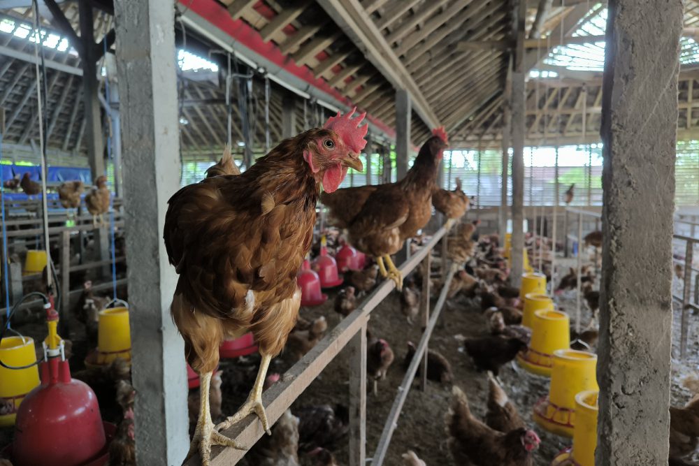 Certified Humane® Asia | Animal Welfare | PT. Cahya Adi Surya Indonesia